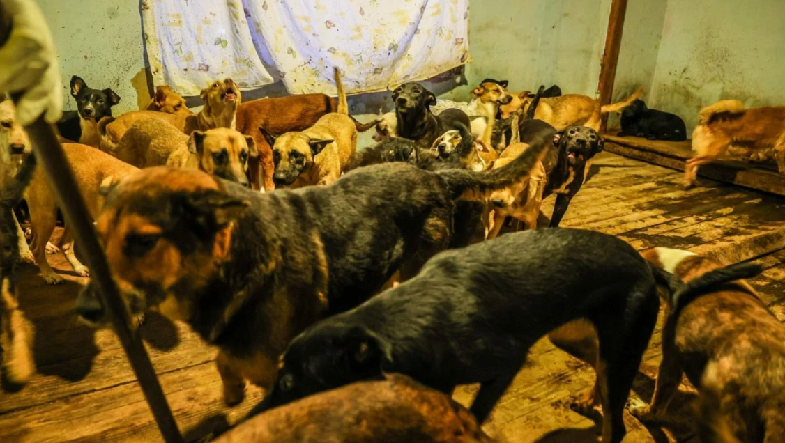 Fueron rescatados 300 perros hacinados en albergue de Ensenada, Baja ...